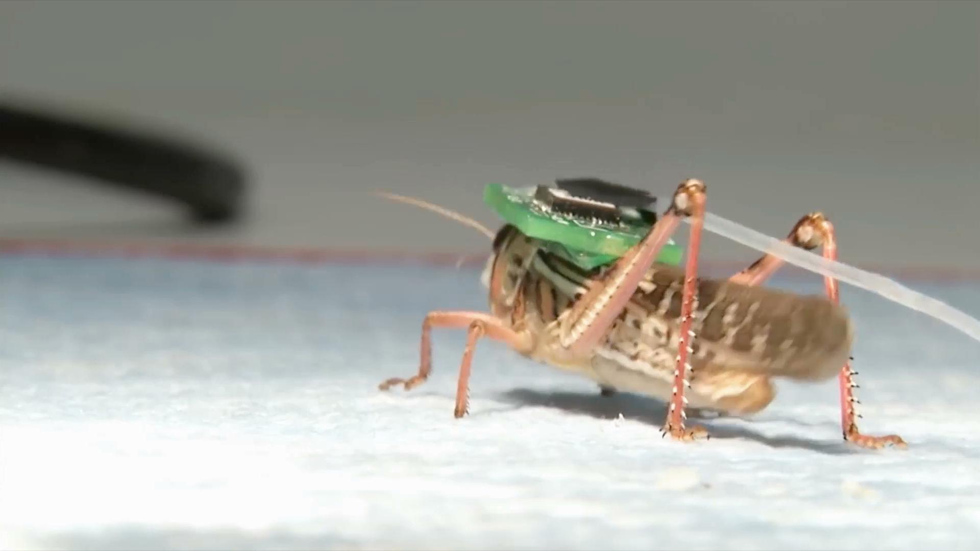 Bomb sniffing locust | SciTech Now | THIRTEEN - New York Public Media