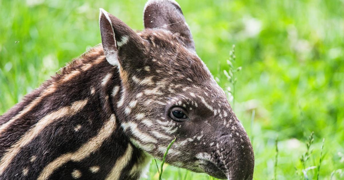 Baby Animals: The Top 10 | Weirdest | Episode 11 | PBS