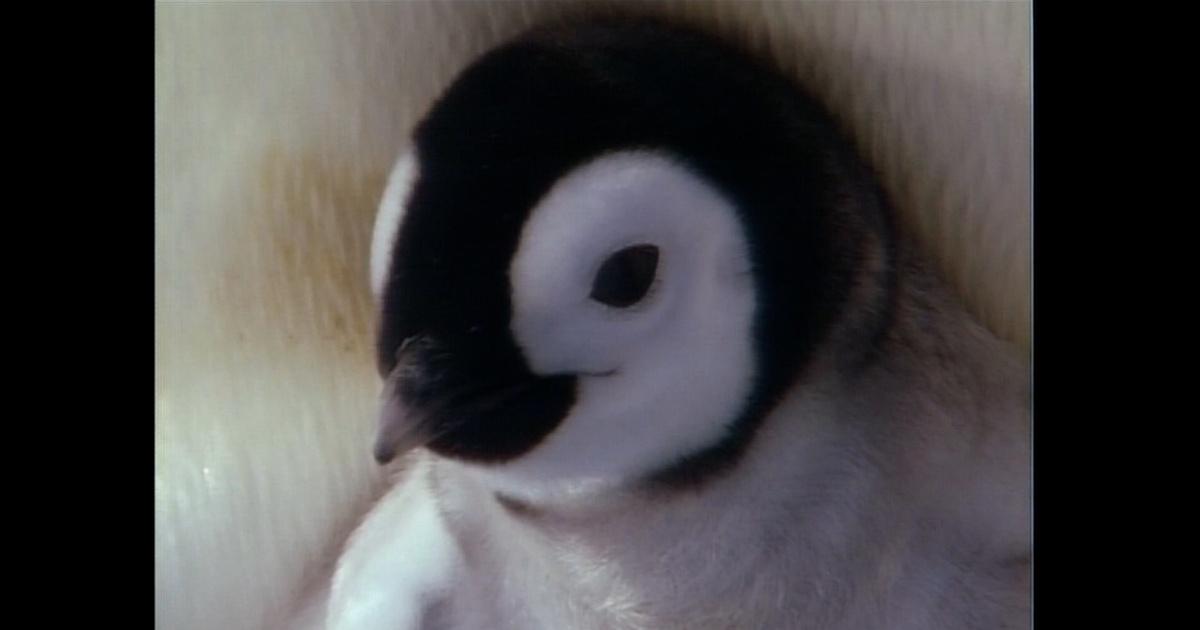 Nature | The World of Penguins | Season 14 | Episode 4 | PBS