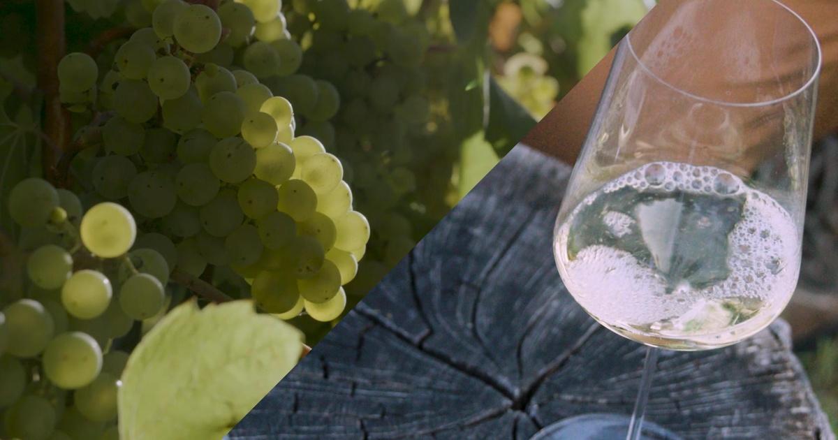 Superabundant | Chardonnay | Superabundant | Season 2 | PBS