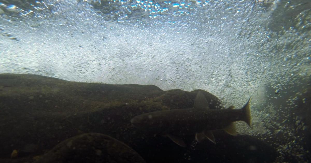 Oregon Field Guide | Crater Lake Bull Trout | Season 32 | Episode 4 | PBS