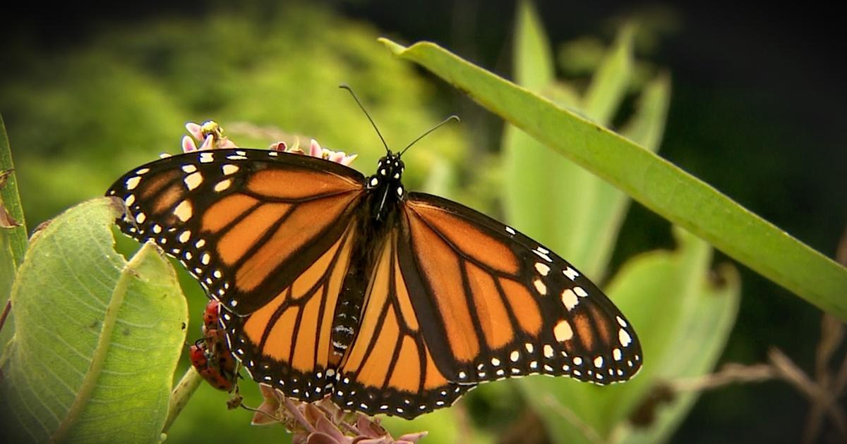 Modern Gardener | Everything to Know About Monarch Butterflies ...