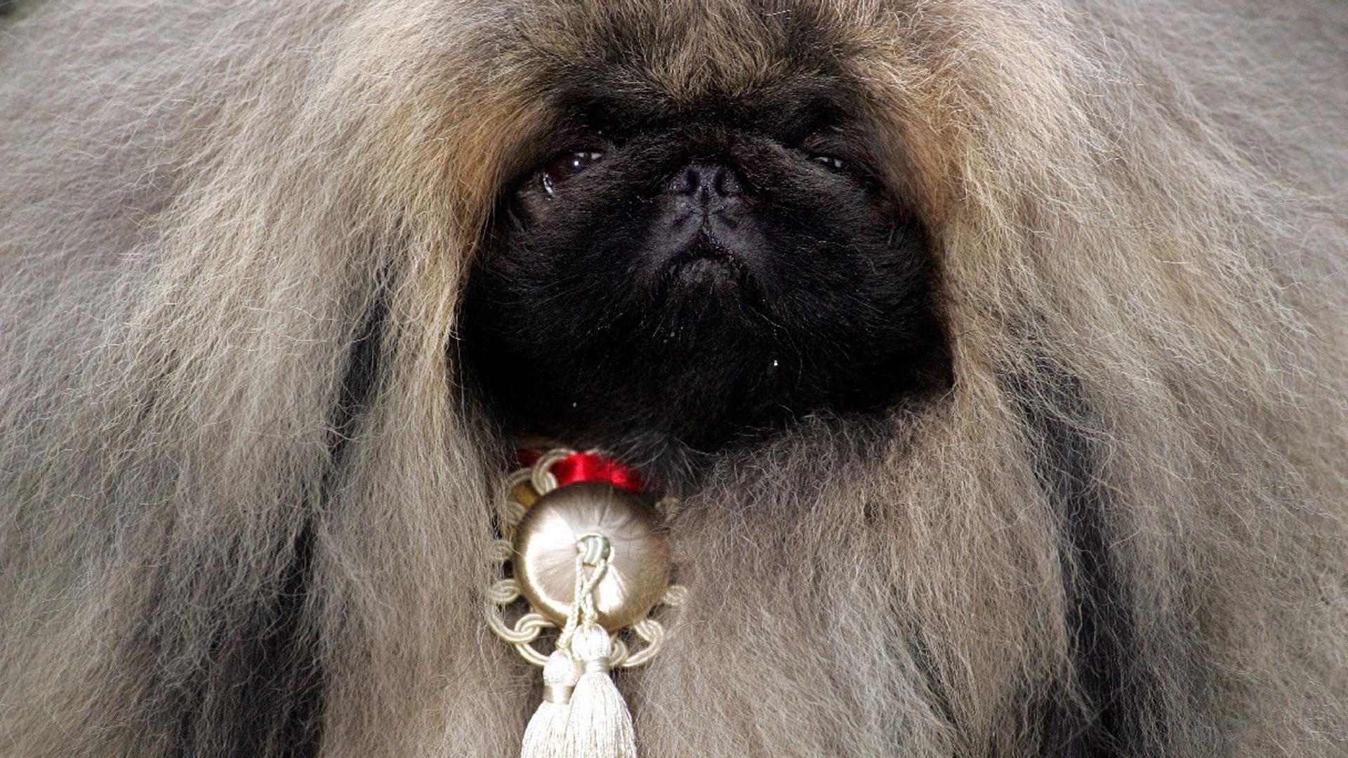 Dogs That Changed the World (Part 2) - Preview | Nature | NJ PBS