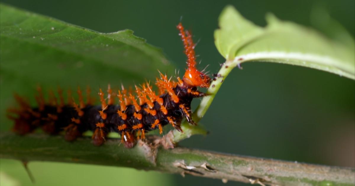 WTVP Spots | Trailer | Bugs That Rule The World #102 | Lifegivers ...