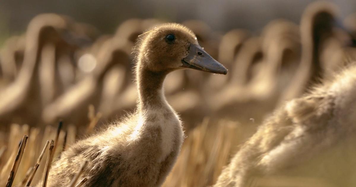 Human Footprint | Duck Deployments and Mite Airstrikes: Nature’s Pest ...