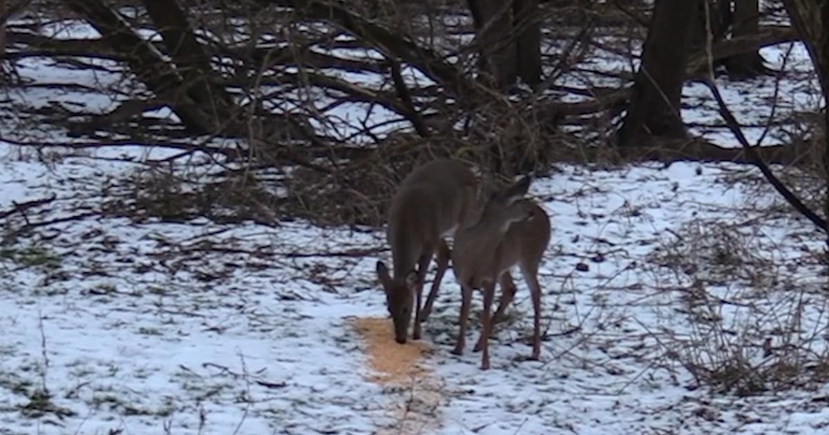 PBS39 News Reports | DEAR, DEER | Season 2019 | PBS