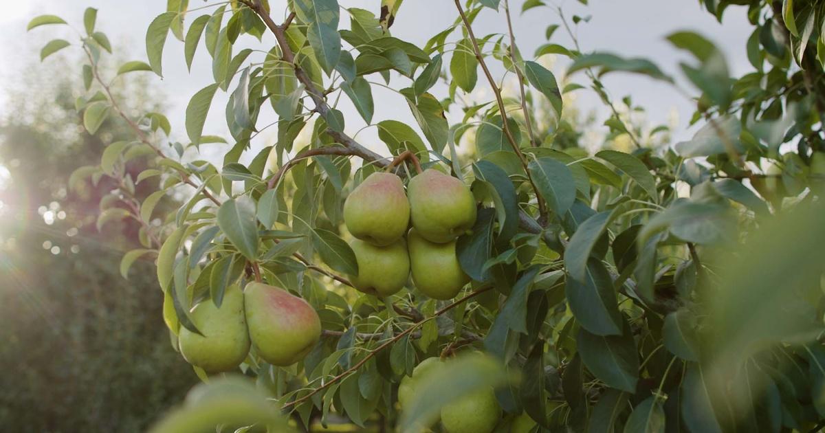 America the Bountiful | Pears in Oregon | Season 1 | Episode 102 | PBS