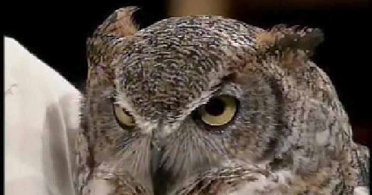 Almanac | Alice the Great Horned Owl | Season 2005 | Episode 45 | PBS