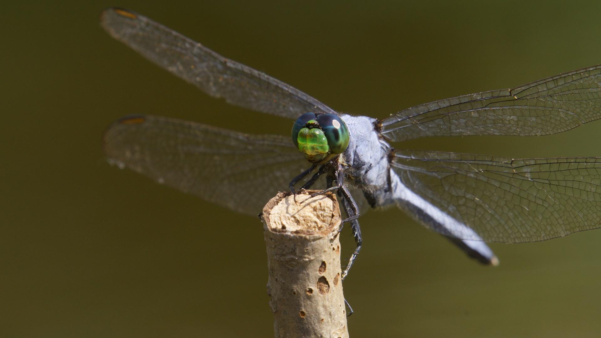 Dragonflies Are Masters of Flight That Start Life Underwater | Bugs ...