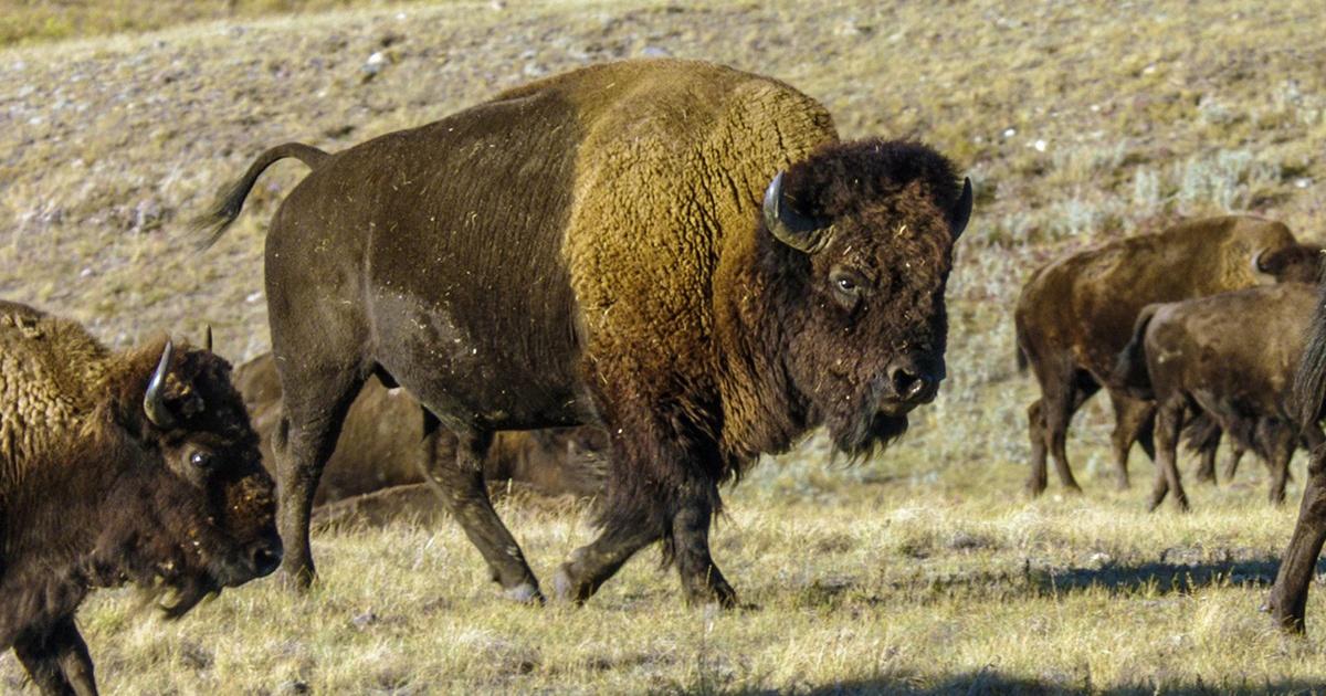 Dynamic Planet | Episode 4 Preview | PBS