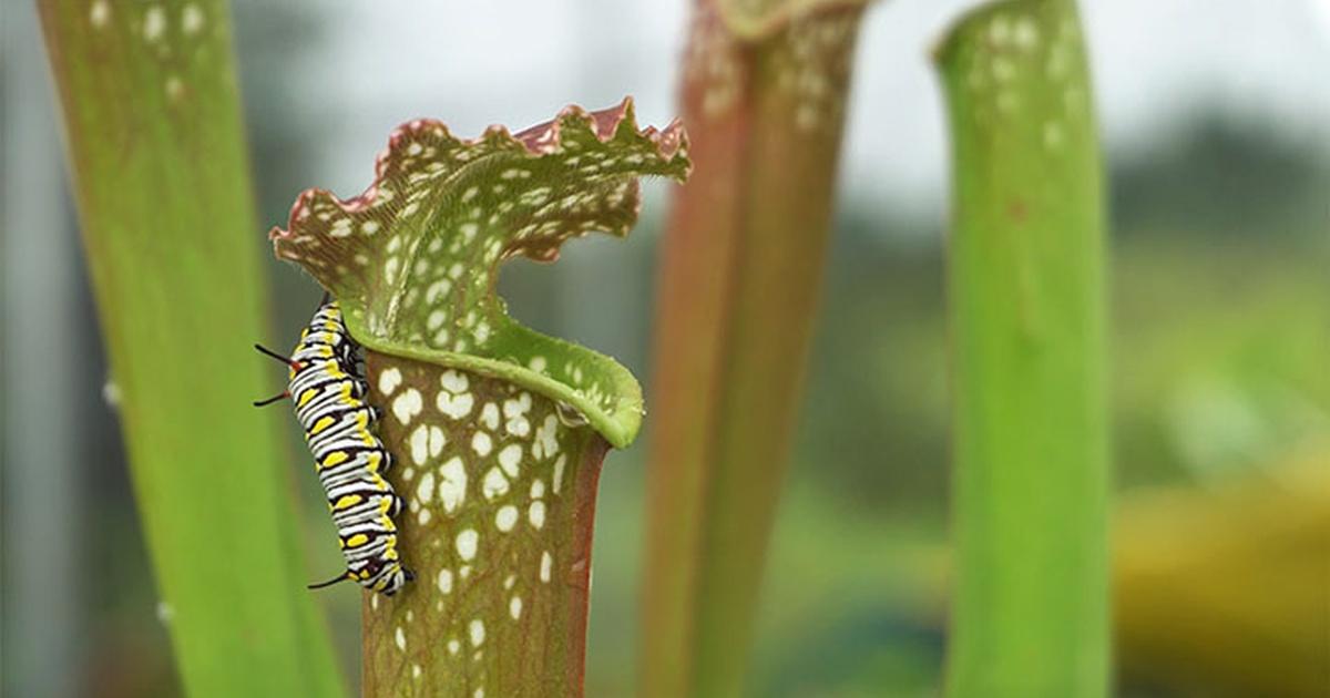 Untold Earth | Why These Bugs Live Inside Plants That Eat Them | Season ...