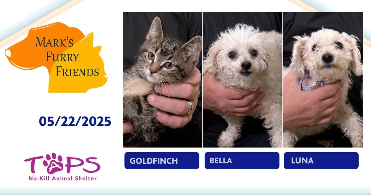 Mark’s Furry Friends | 05/22/2025 | Goldfinch, Bella, Luna | Mark’s ...