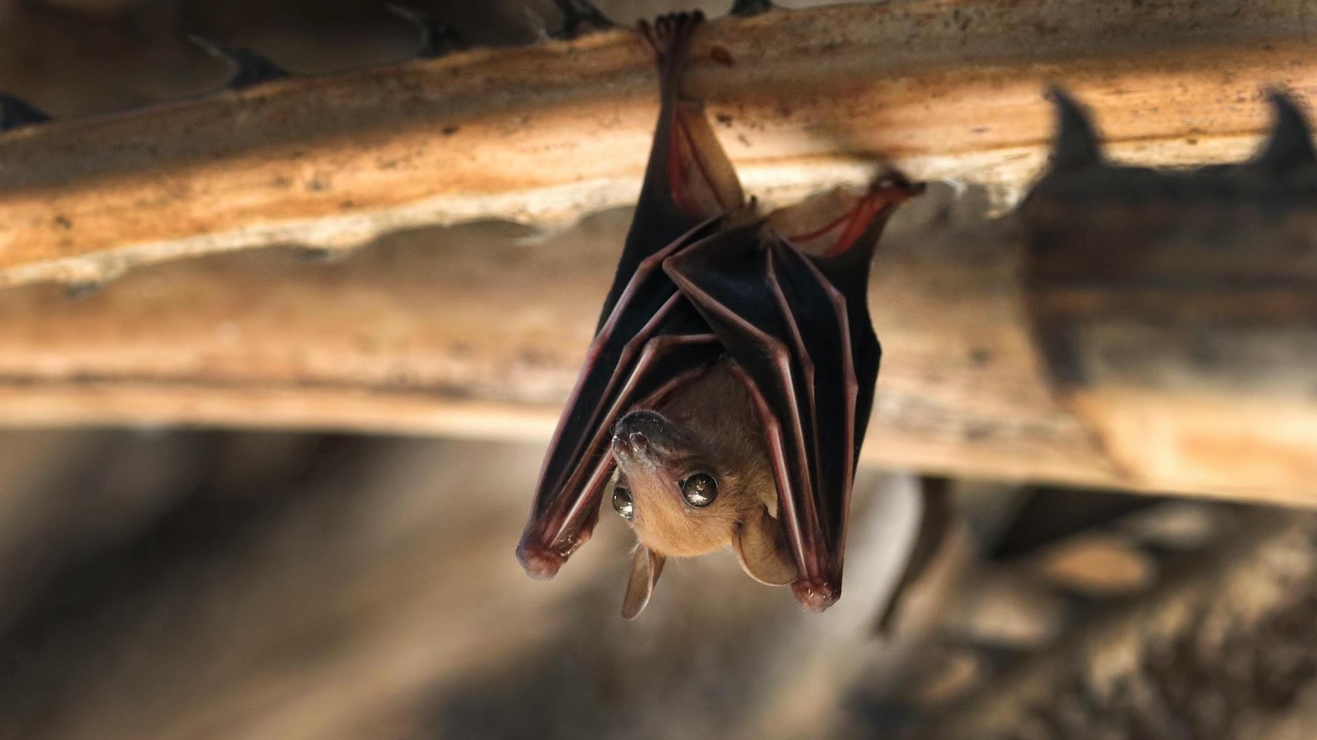 With bats under growing threat, humans to face consequences | PBS ...