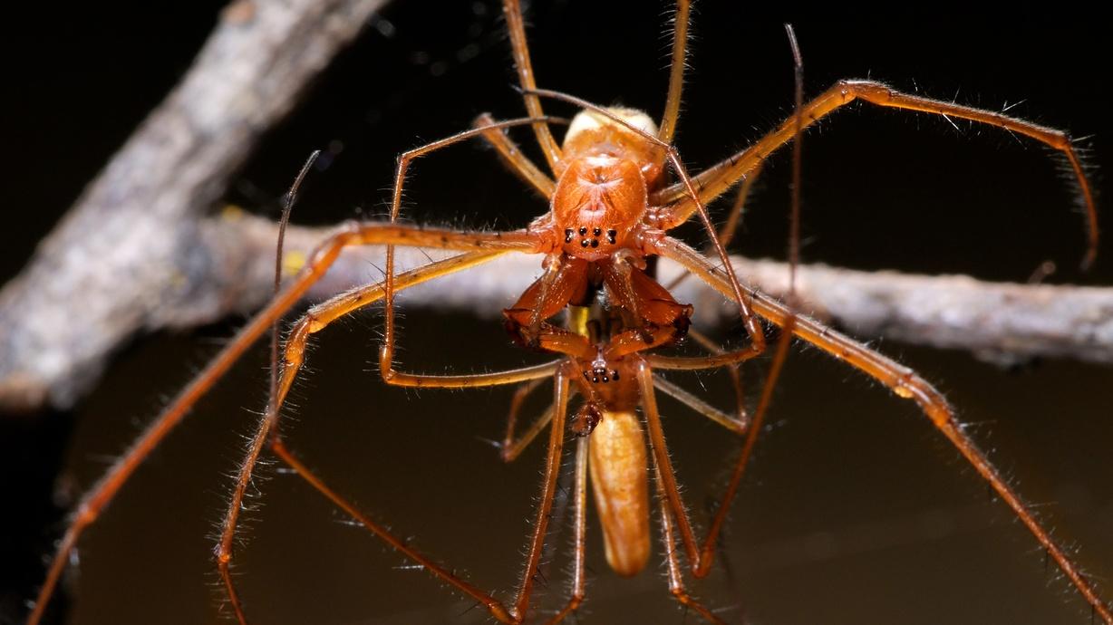 Spider Love Is a Battlefield | Watch Deep Look on PBS Wisconsin