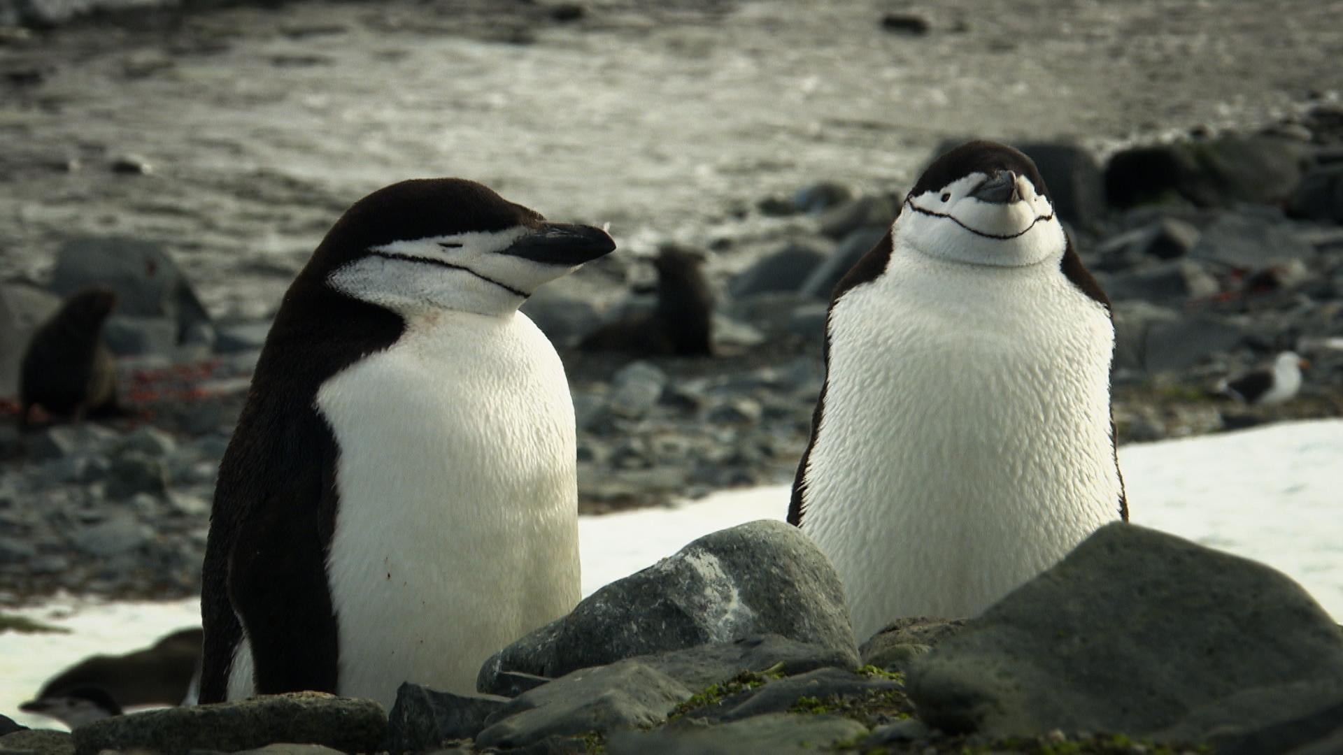 Extreme Animals | World's Greatest | THIRTEEN - New York Public Media