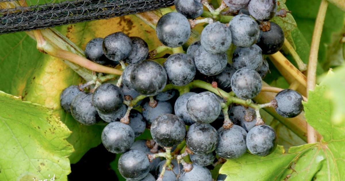 Un-Wine'd | Casanel Vineyards & Winery: Norton Grape | Season 3 ...