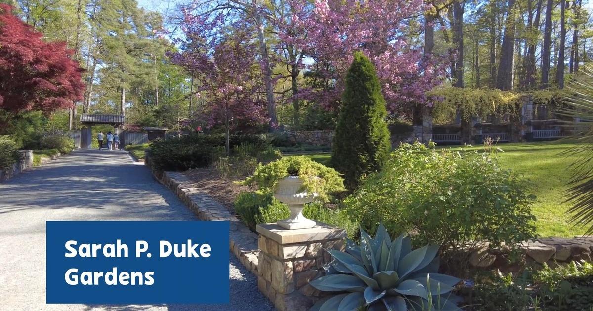 rootle | Visit Sarah P. Duke Gardens | PBS