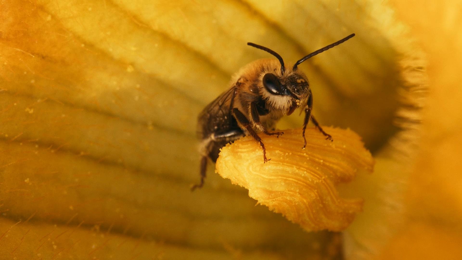 Human Footprint - The Secret Life of Squash Bees - Twin Cities PBS