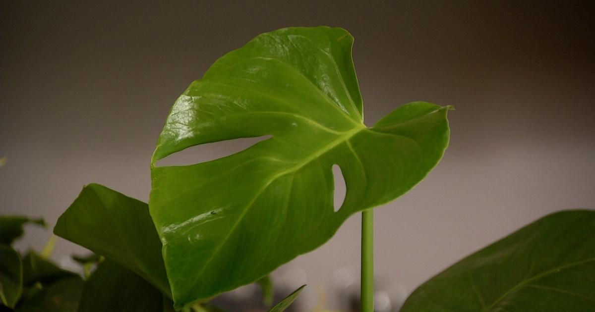 Virginia Home Grown | Comfort Plants | Season 25 | Episode 2 | PBS