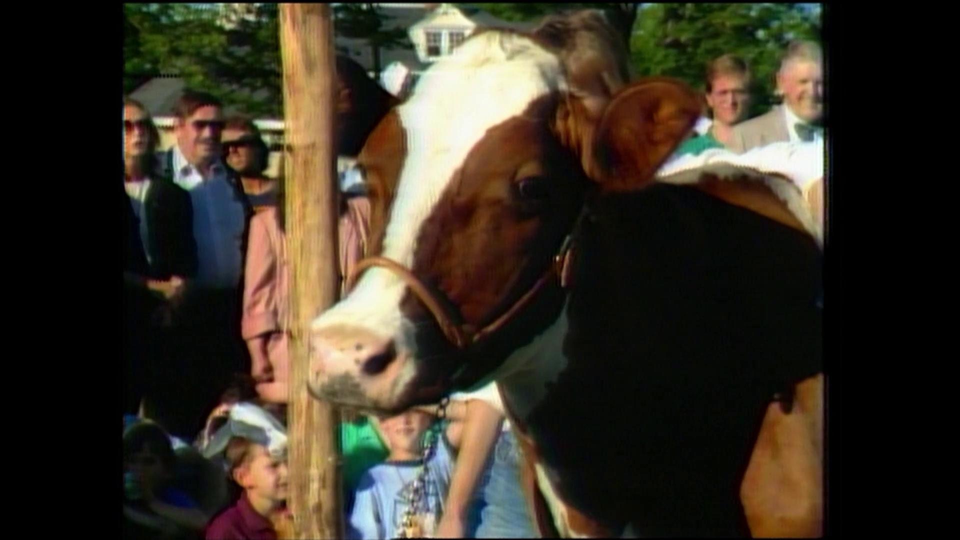 Absolute Cow | Crossroads | ALL ARTS