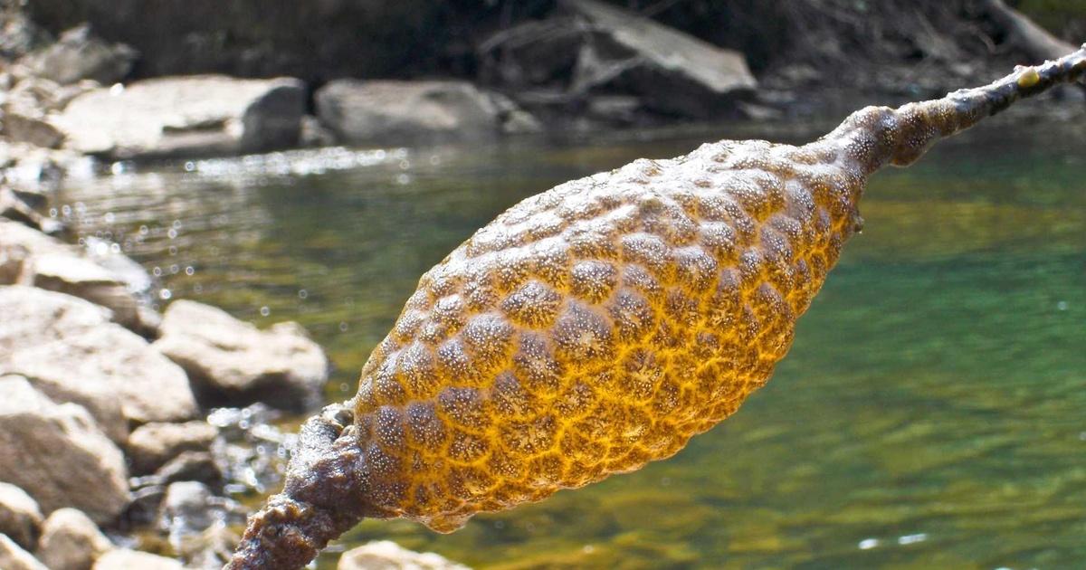 Sci Nc The Weirdest Animal You Ve Never Heard Of Pbs
