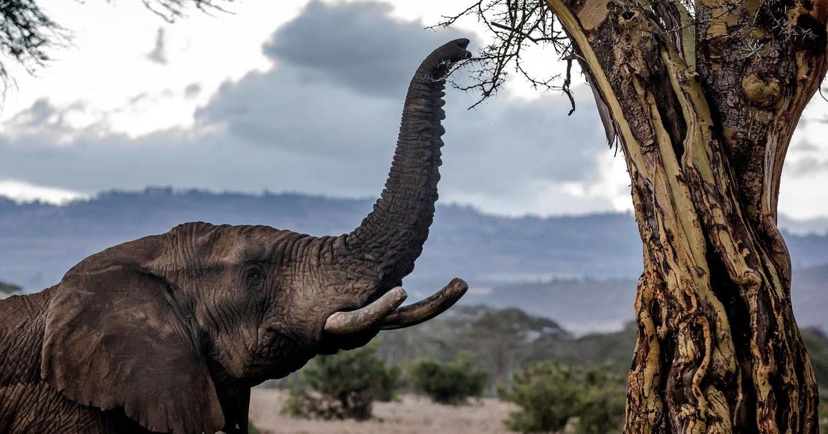 PBS News Hour | What Kenya is doing to create more open spaces for ...