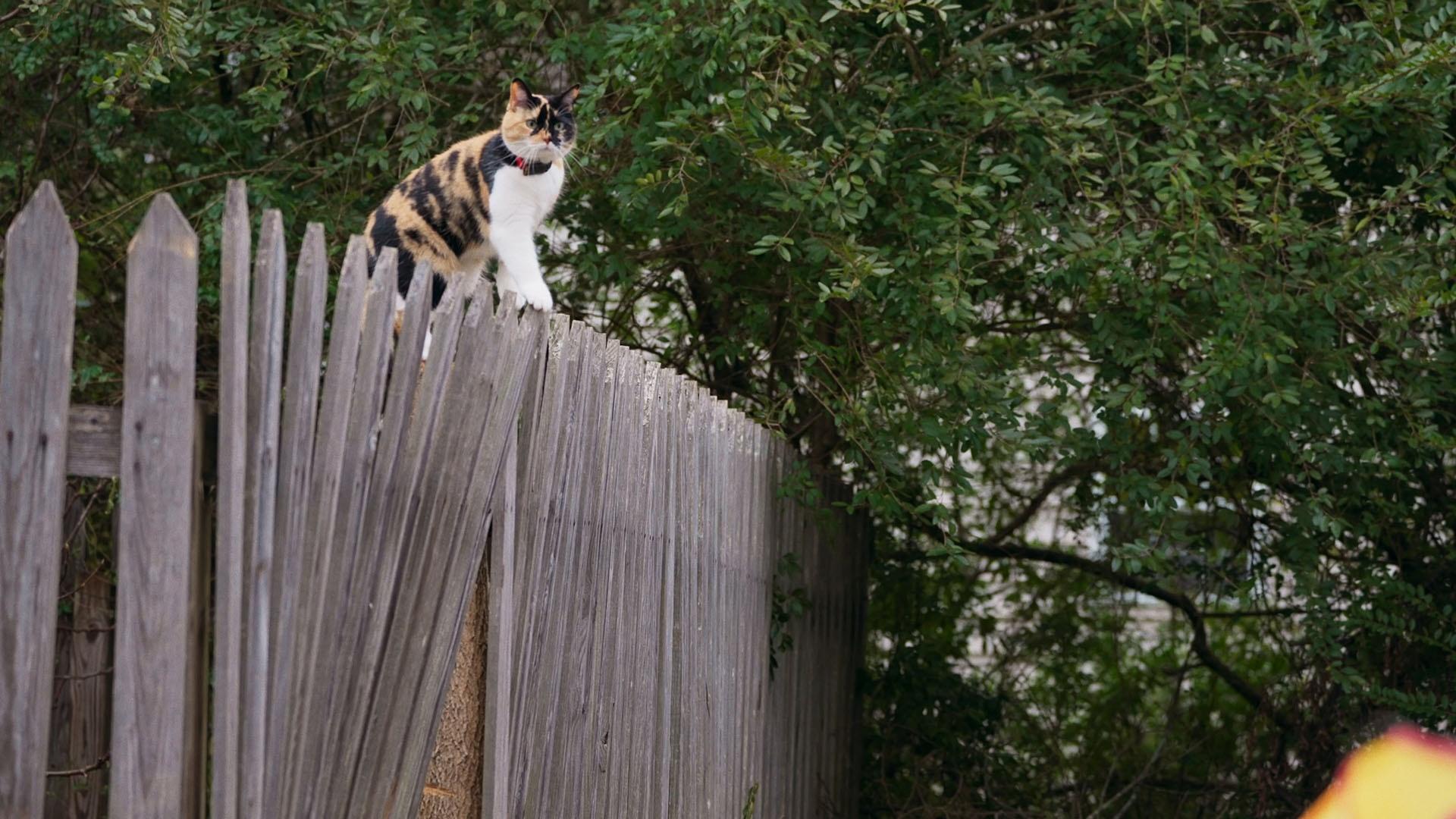 The Cat Tracking Device of the Future | Human Footprint | ALL ARTS