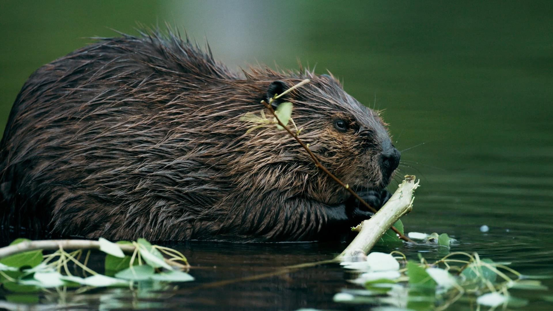 The Beaver Boom: How One Rodent Shaped a Continent | Human Footprint ...