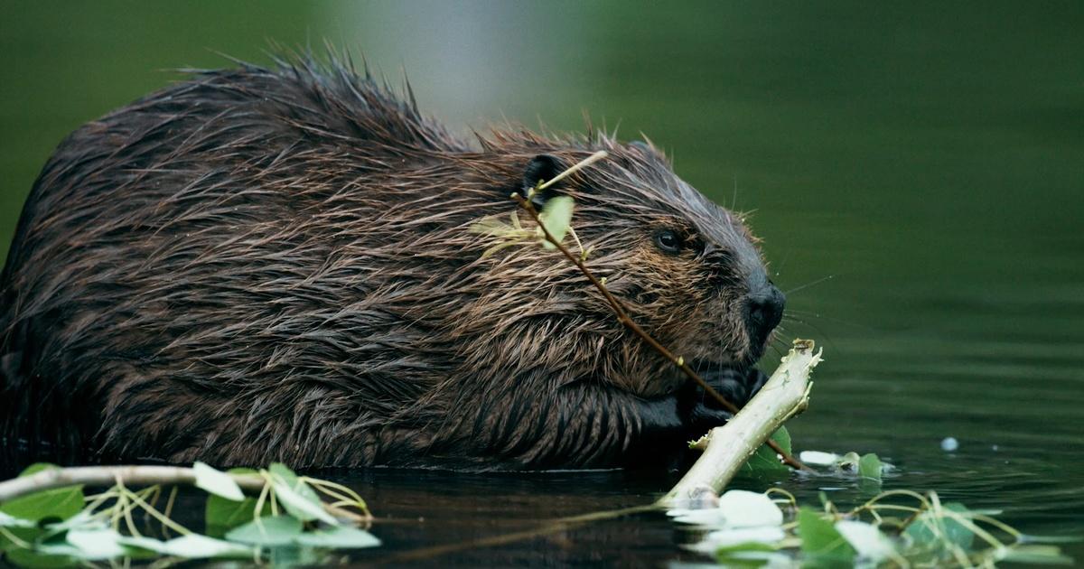 Human Footprint | The Beaver Boom: How One Rodent Shaped a Continent ...