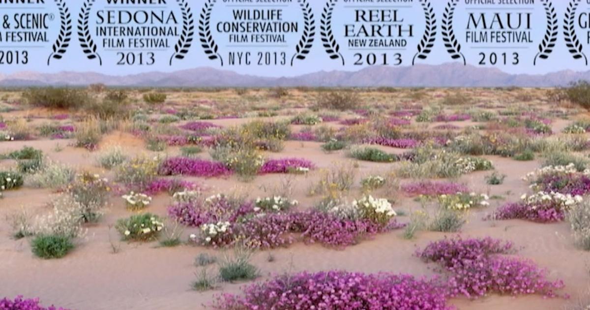 Arizona PBS Previews | Desert Dreams promo | PBS