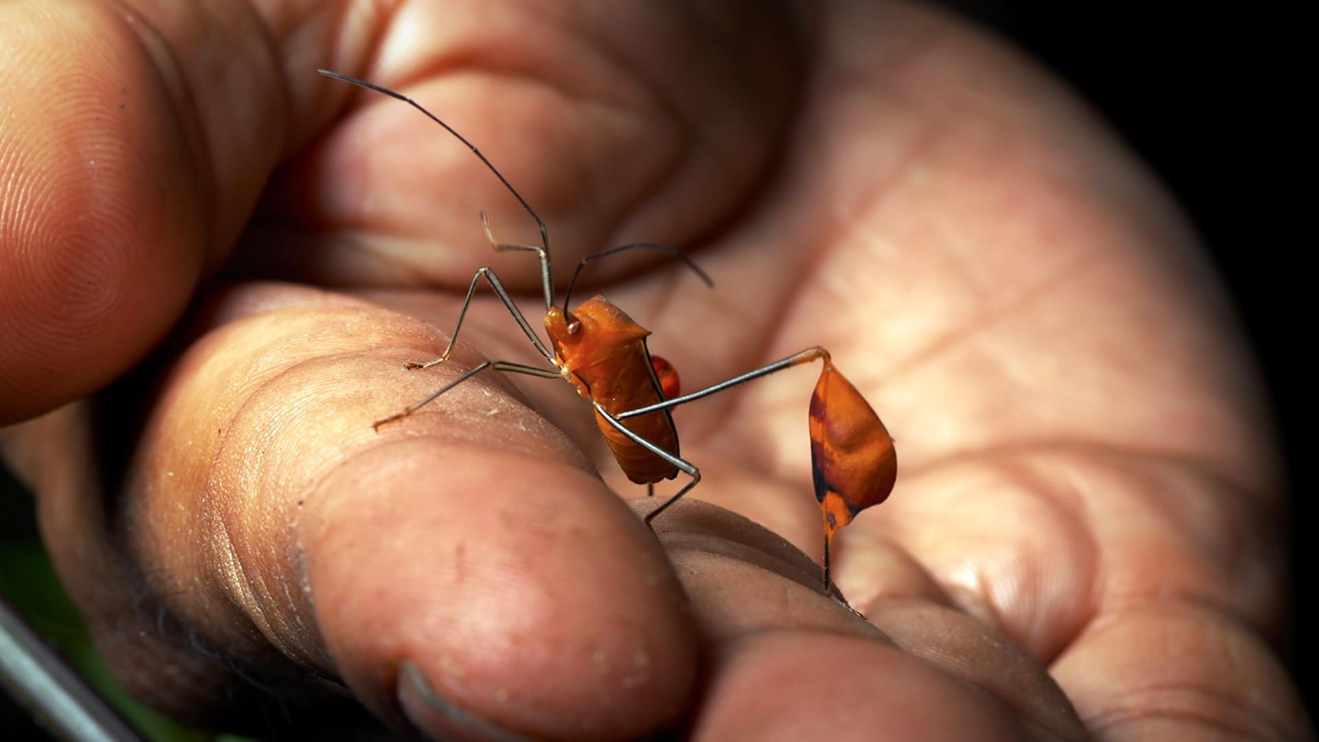 Ummat Somjee Researches Flag-Footed Bugs in Panamá | Bugs That Rule the ...