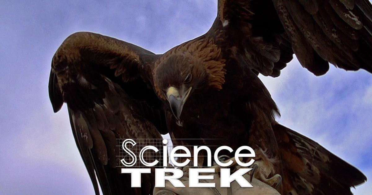 Science Trek | Birds of Prey: Wing It! | PBS