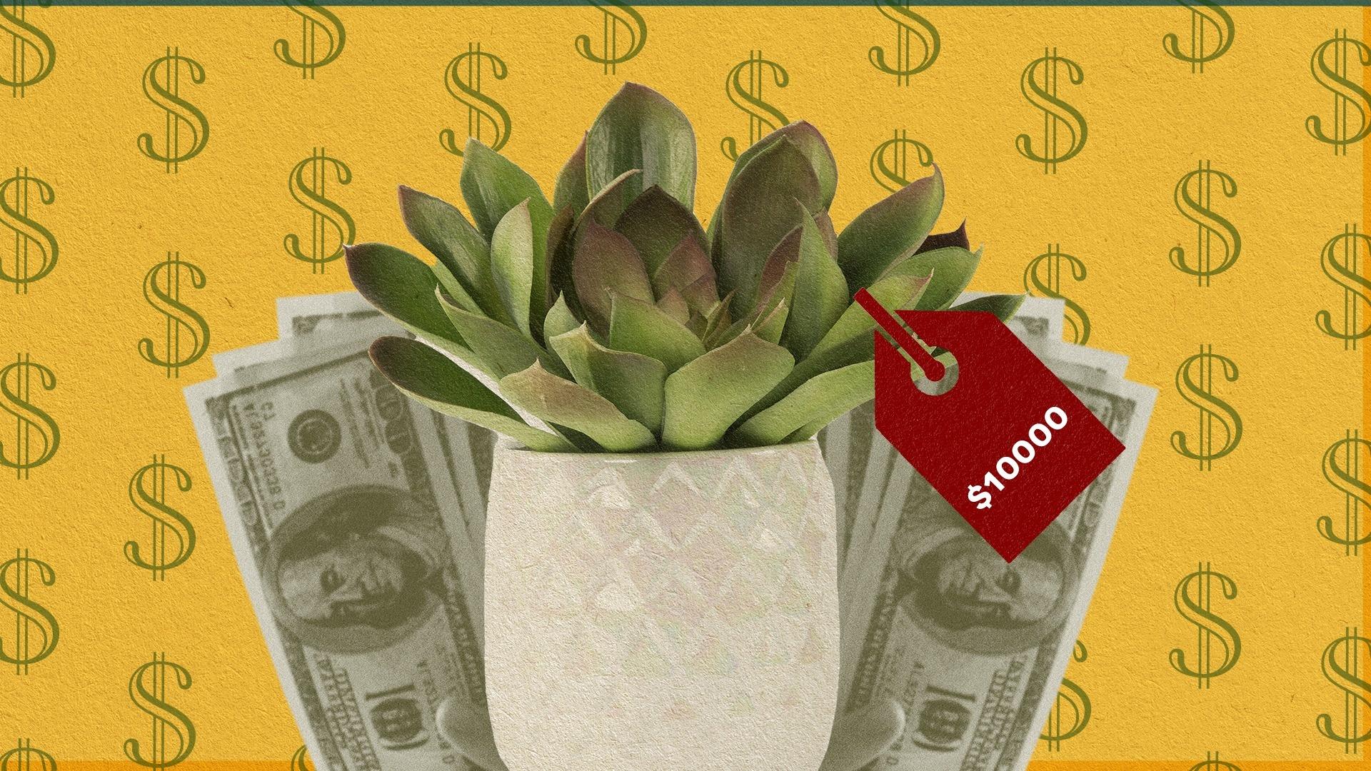 Understory | How the Houseplant Boom Fueled Plant Poaching | America ...