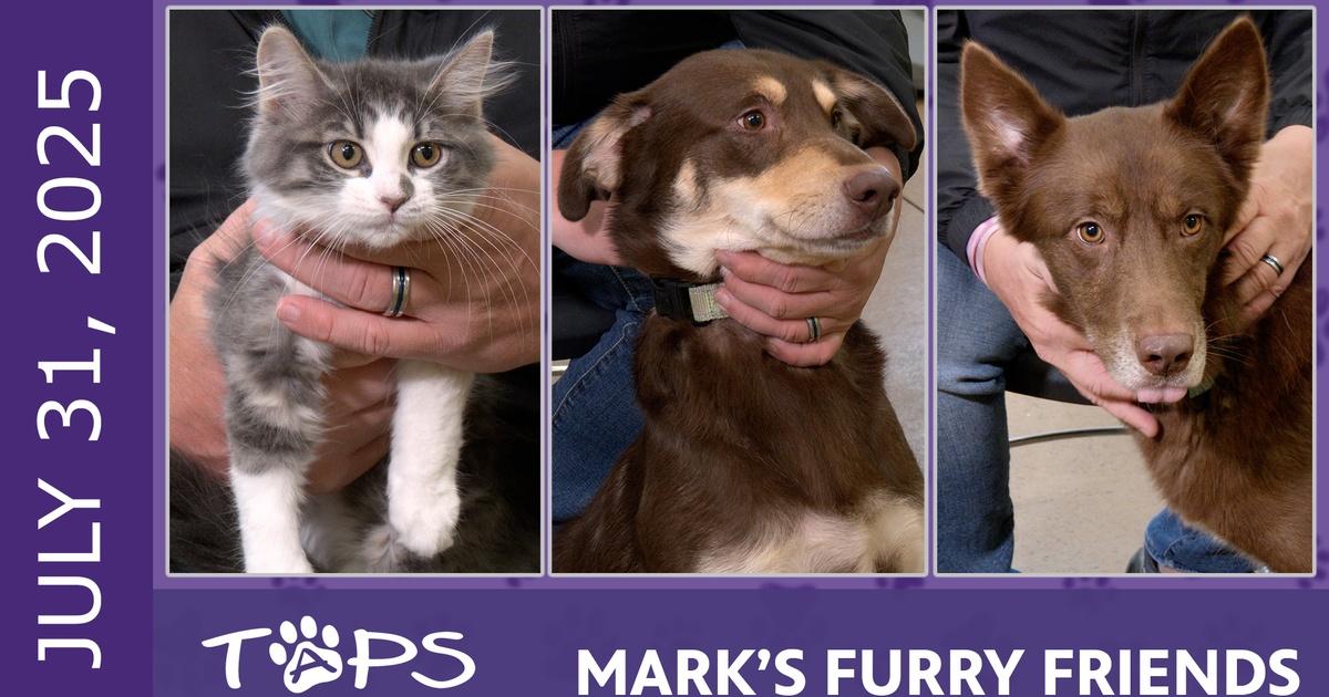 Mark’s Furry Friends | 07/31/2025 |Candy Necklace, Bubba, and Bach ...