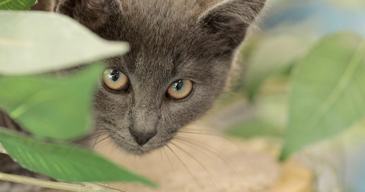 Animal Talk | Trap, Neuter, Release (TNR) | Season 1 | Episode 9 | GBH