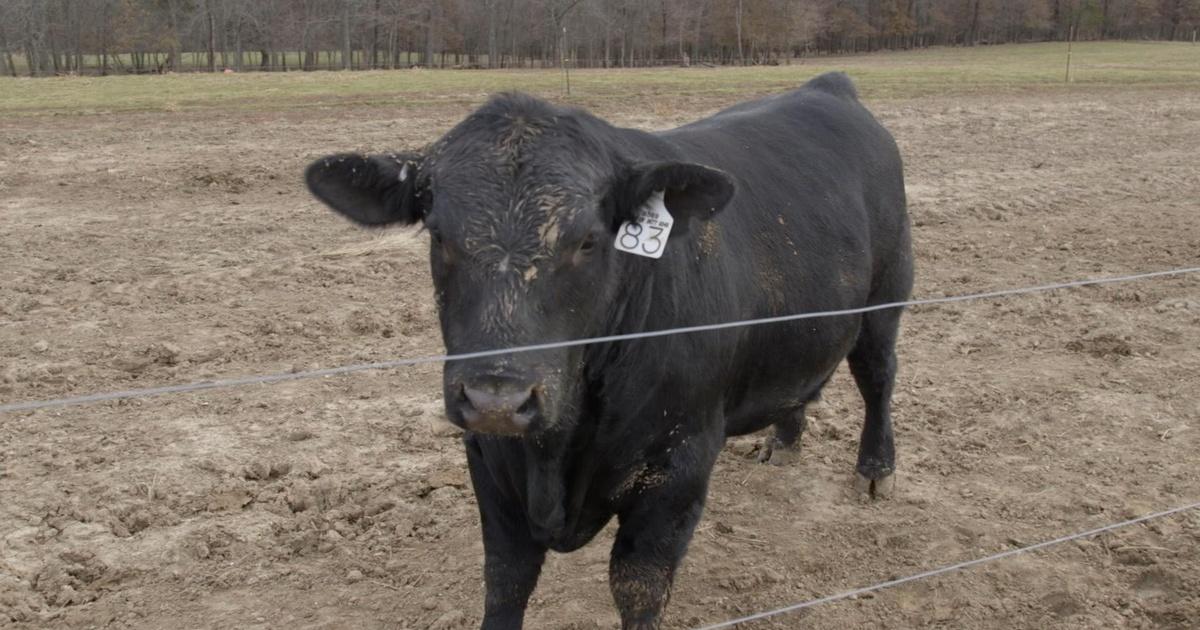 Show-Me Ag | Missouri Cattle Industry | Season 17 | Episode 7 | PBS