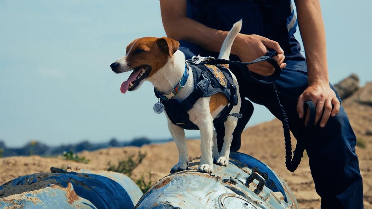 Meet Patron, the Ukrainian War Hero | Nature | THIRTEEN - New York ...
