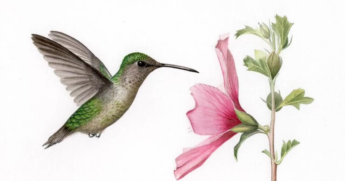 OPB Science From the Northwest | Artist Nora Sherwood, Flora and Fauna ...