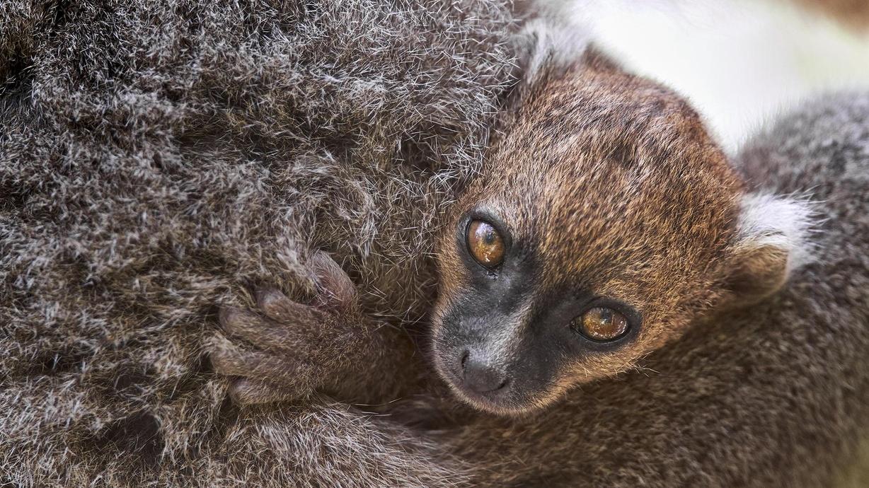 Madagascar | Watch Islands of Wonder on PBS Wisconsin