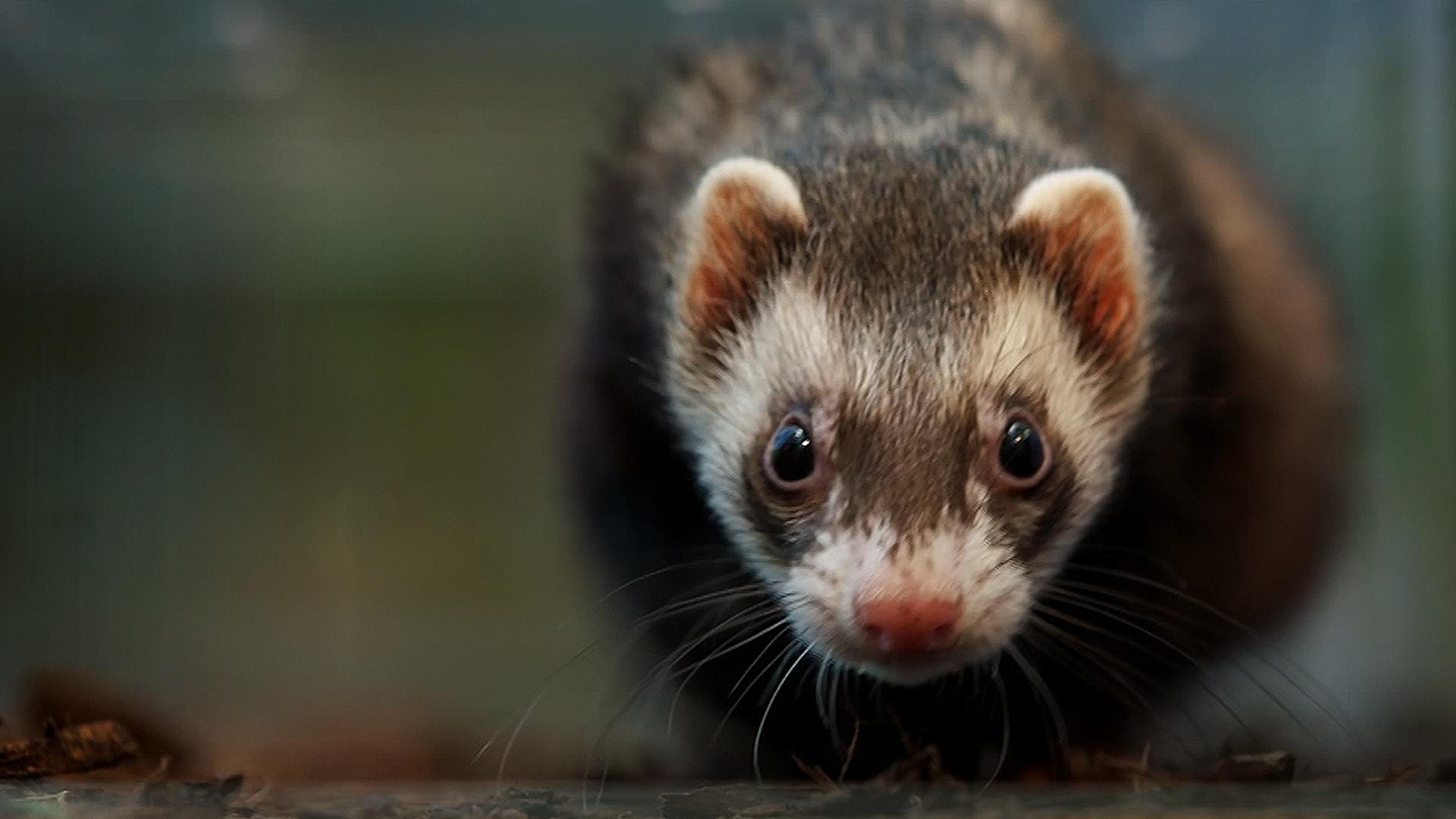 Ferrets: Animals in Liquid Form | Nature | THIRTEEN - New York Public Media