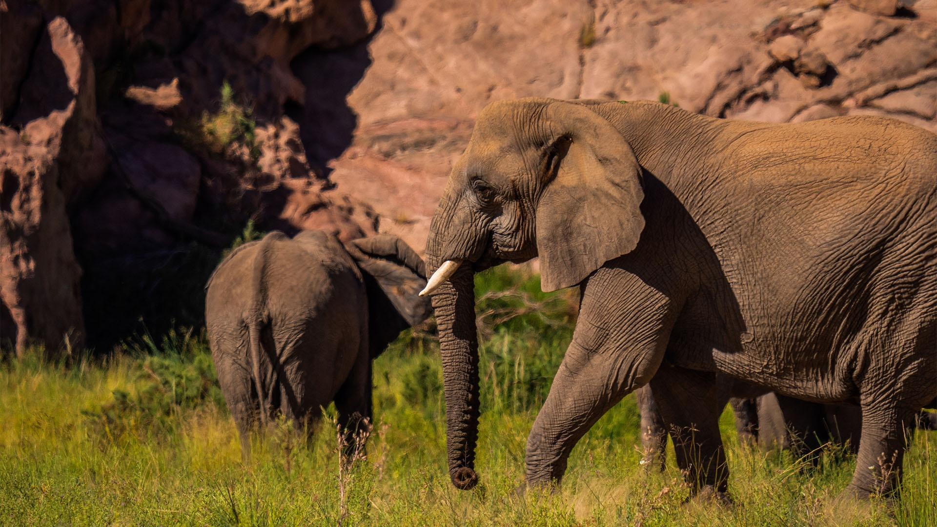 Elephant Encounter | Dynamic Planet | THIRTEEN - New York Public Media