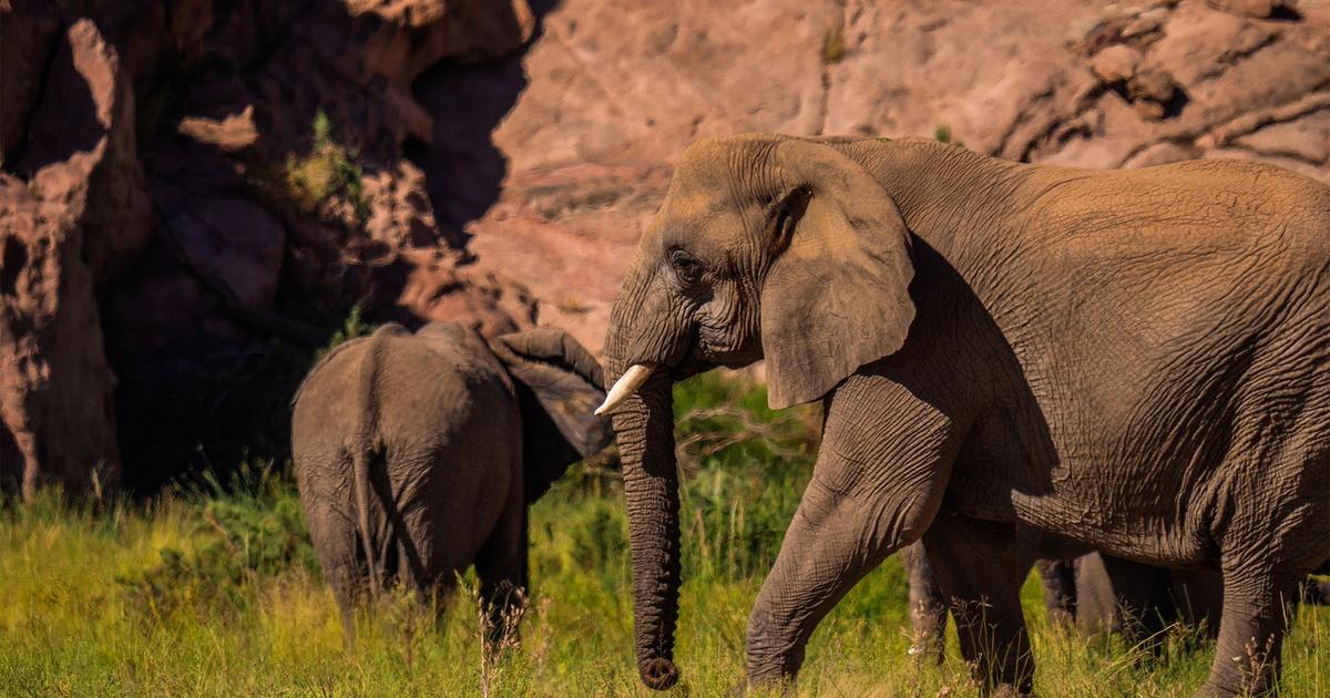 Dynamic Planet | Elephant Encounter | Episode 2 | PBS