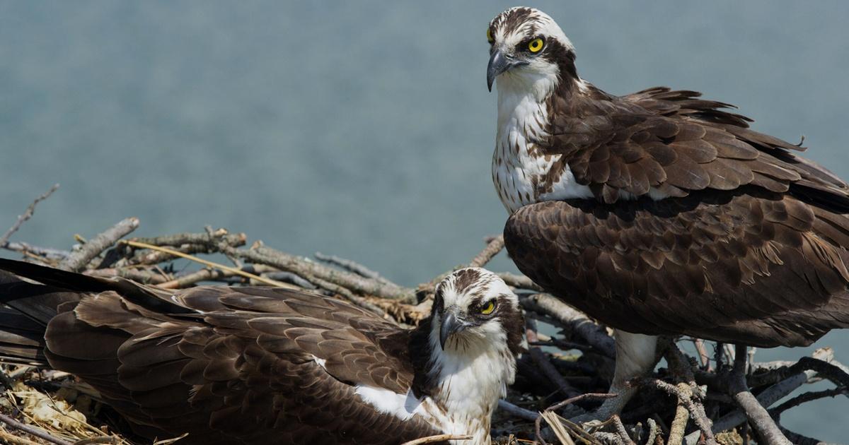 Nature | Osprey Pair Guards Nest From Intruders | Season 40 | Episode 2 ...