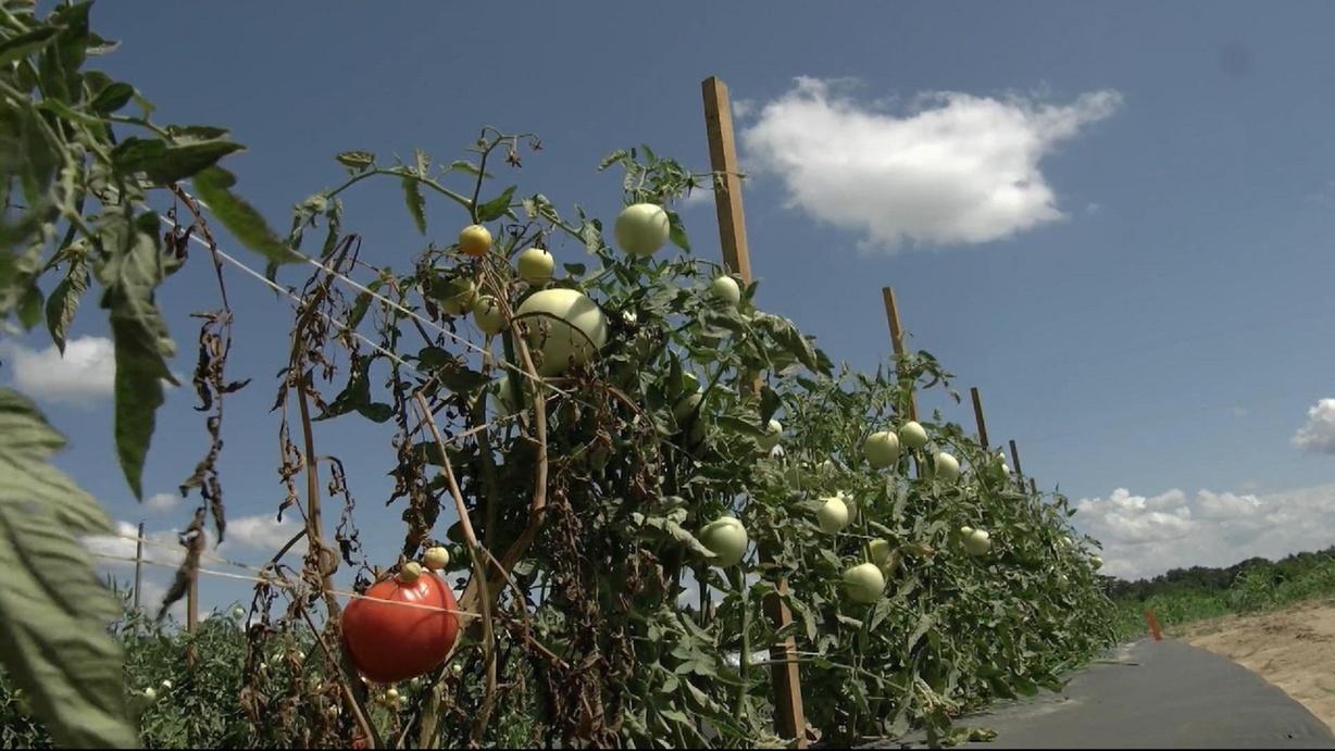 First Generation Farmers | Watch on Alabama Public Television