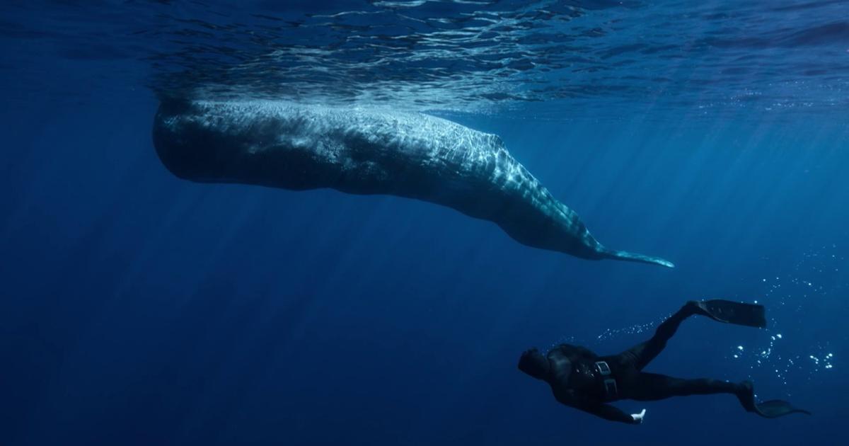 Whale with Steve Backshall | Whales and Us | Episode 1 | PBS