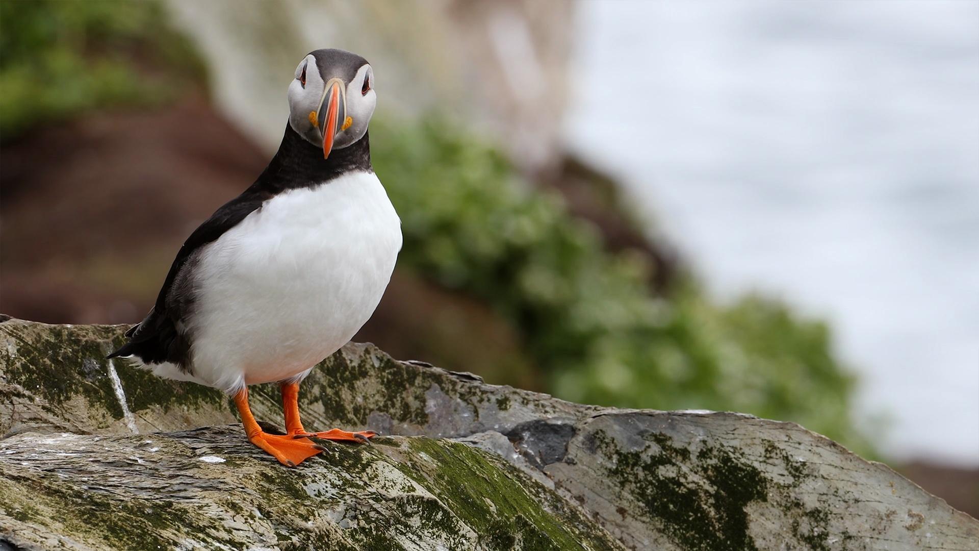 An Iceland Community Rallies to Save Lost Baby Puffins | WILD HOPE ...