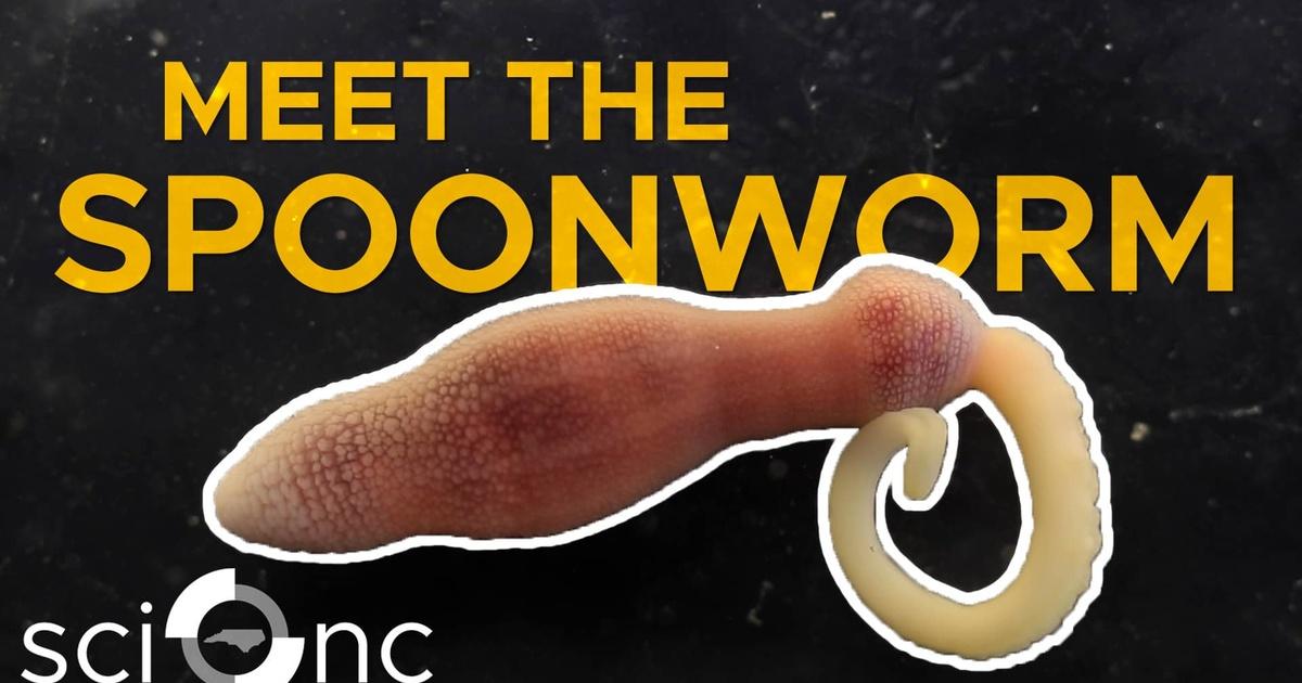 SCI NC | What is a spoonworm? | PBS