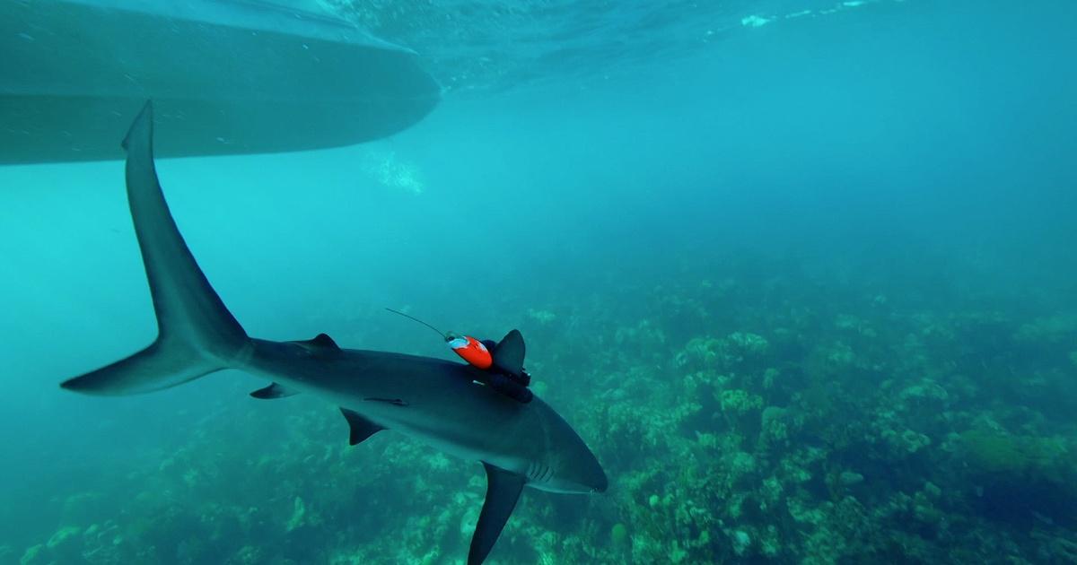 Nature | Shark Cams Capture Rare Footage | Season 40 | Episode 6 | PBS