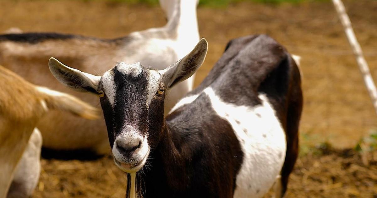 French Magnolia Cooks | French Magnolia Cooks: Goat | Season 1 ...