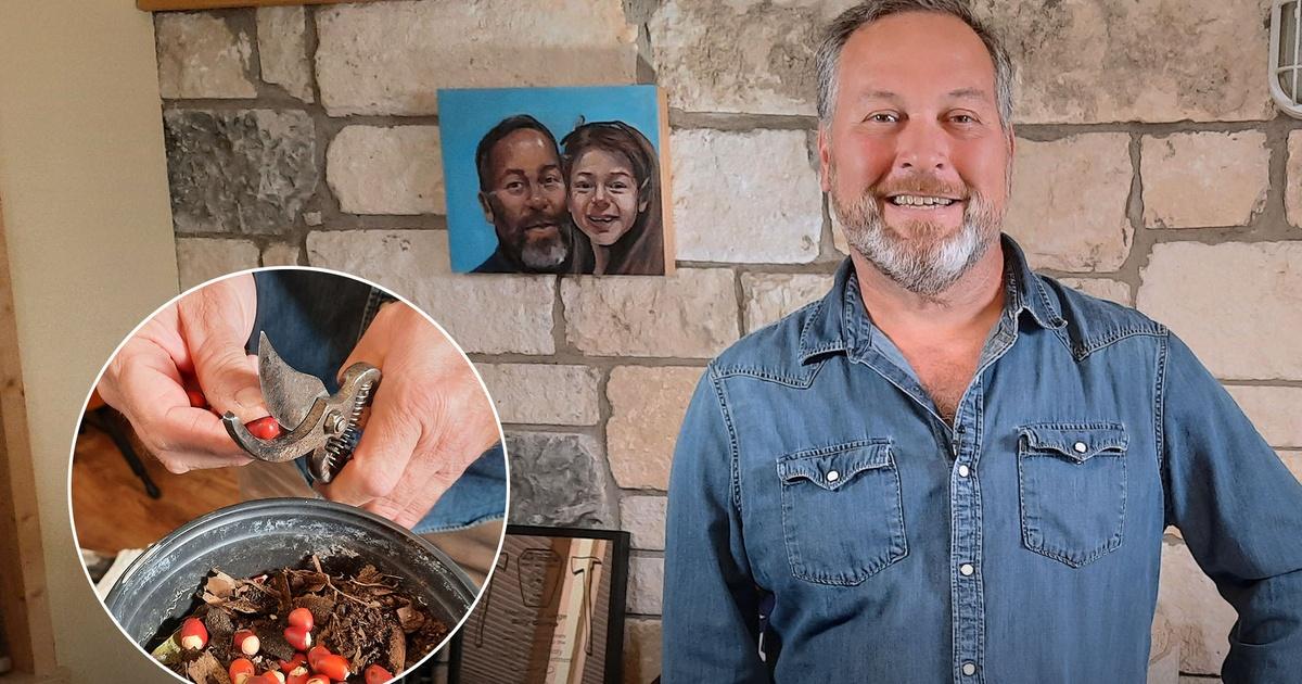 Central Texas Gardener | Easy Way to Germinate Texas Mountain Laurel ...